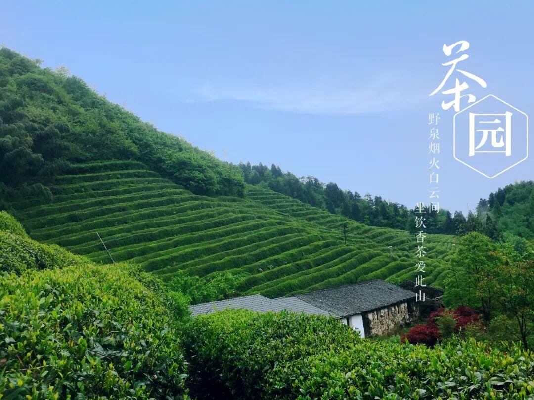 浙江茶历史悠久 台州有2个茶相关的省级非遗项目-台州频道