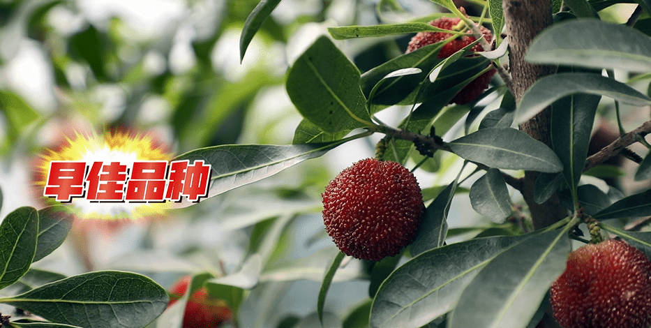 仙居大棚杨梅上市！-台州频道