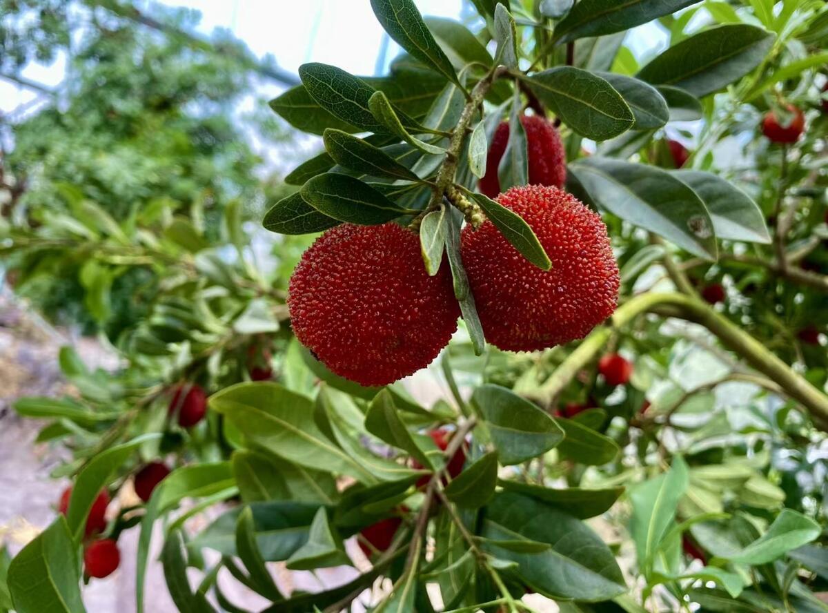 源自黄岩风靡全国 “始祖地”东魁杨梅开采-台州频道